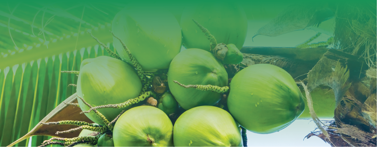 Home - Coconut Farming