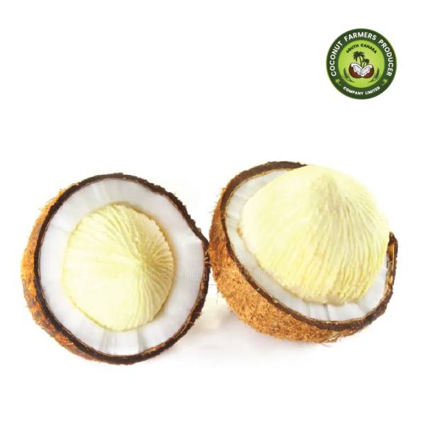 Sprouted Coconut - Coconut Farming