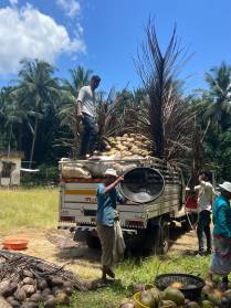 Revamping Coconut Purchase: A Farmer-Centric Approach - Coconut Farming
