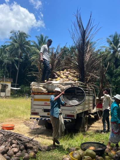 Revamping Coconut Purchase: A Farmer-Centric Approach - Coconut Farming